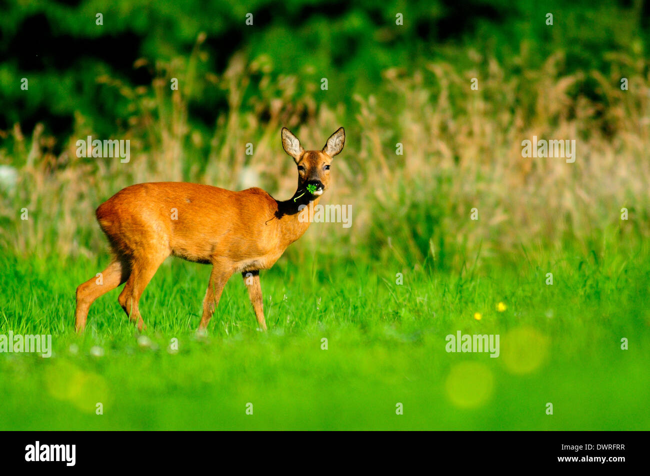 Female roe deer hi-res stock photography and images - Alamy