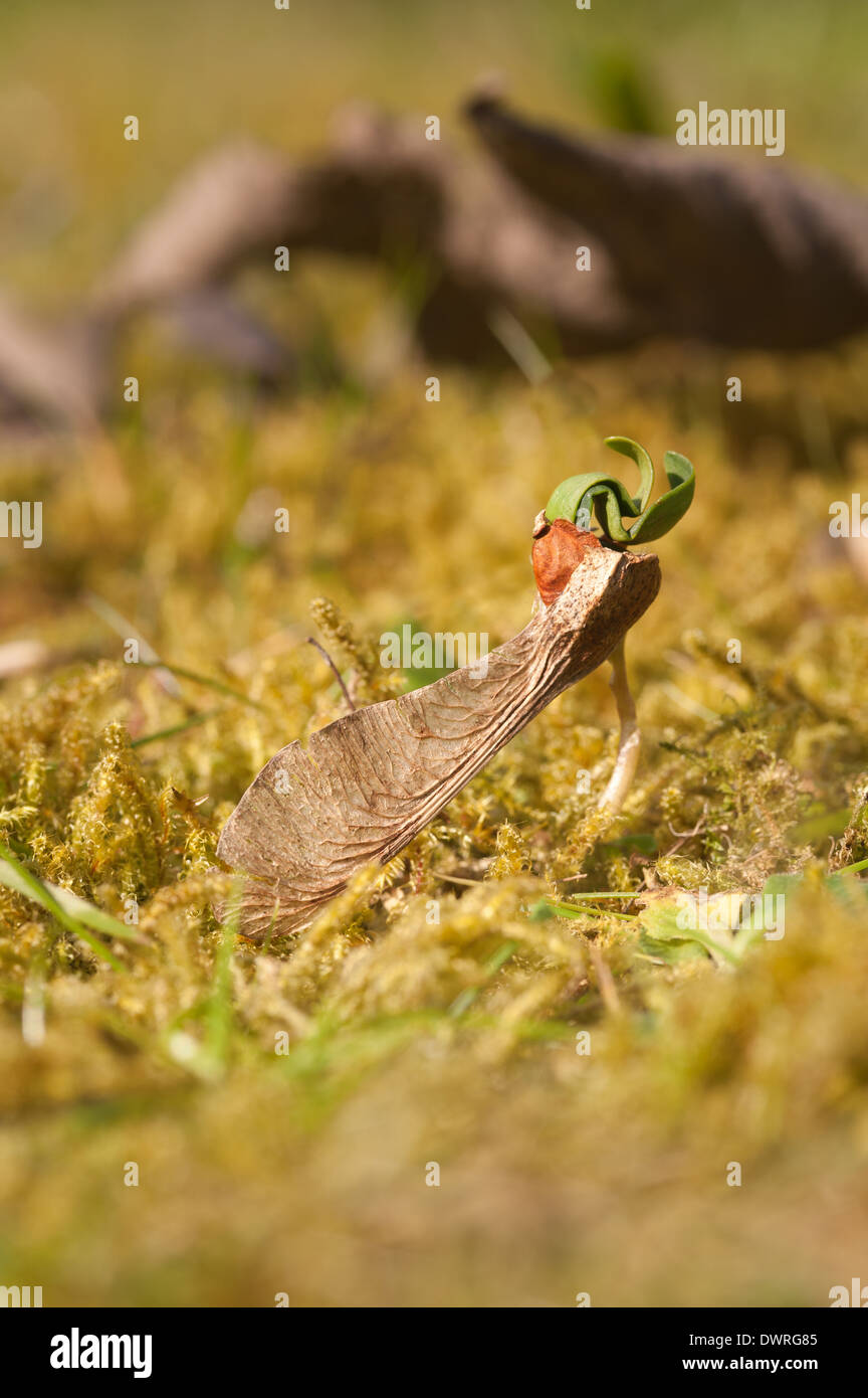 New leaves shooting up from a single maple tree sapling seed uncurling ...