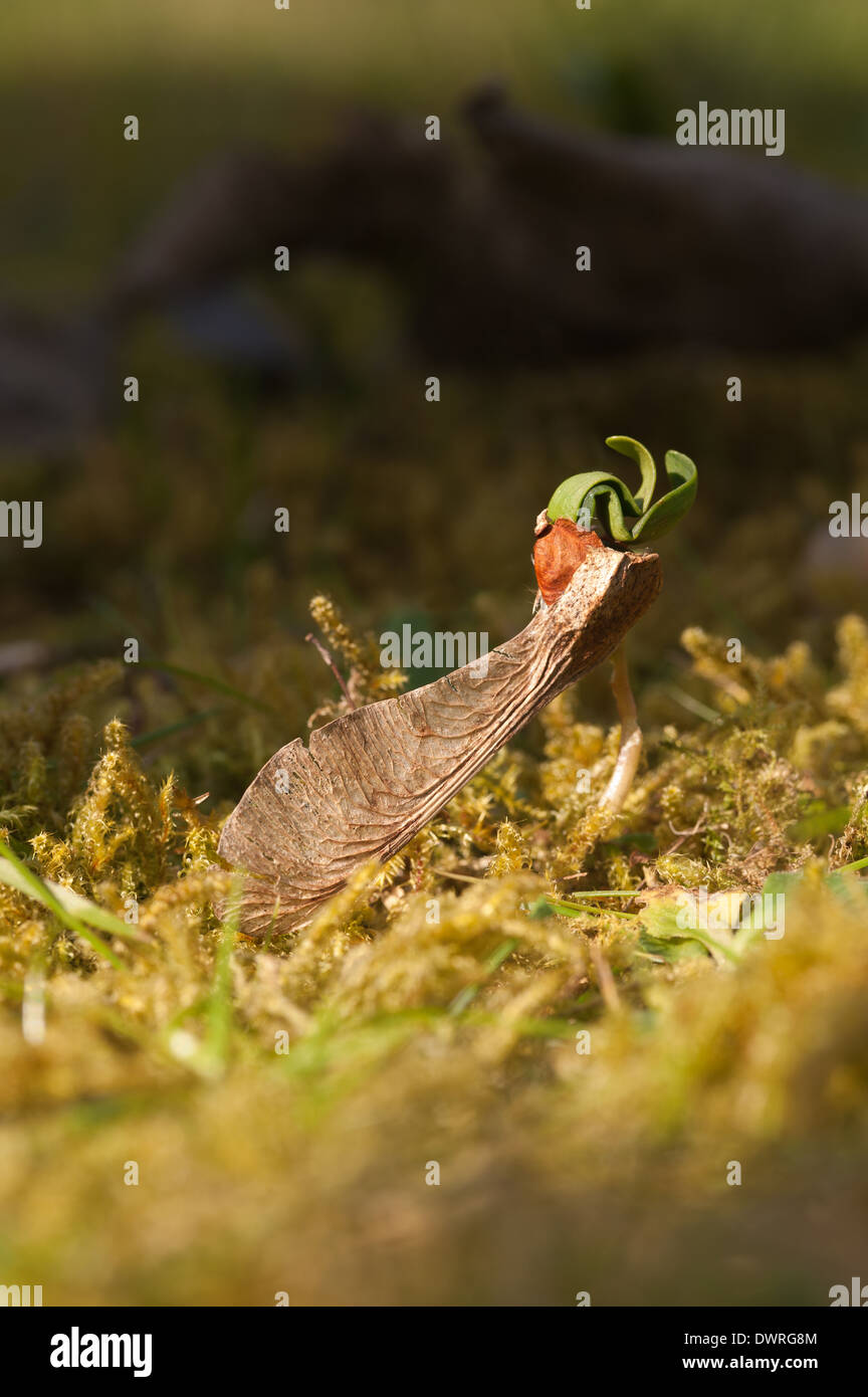 New leaves shooting up from a single maple tree sapling seed uncurling ...