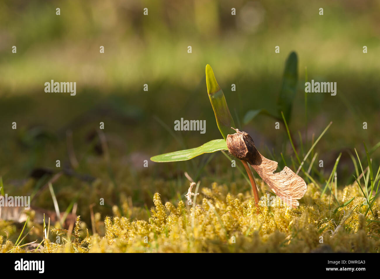 New leaves shooting up from a single maple tree sapling seed uncurling ...