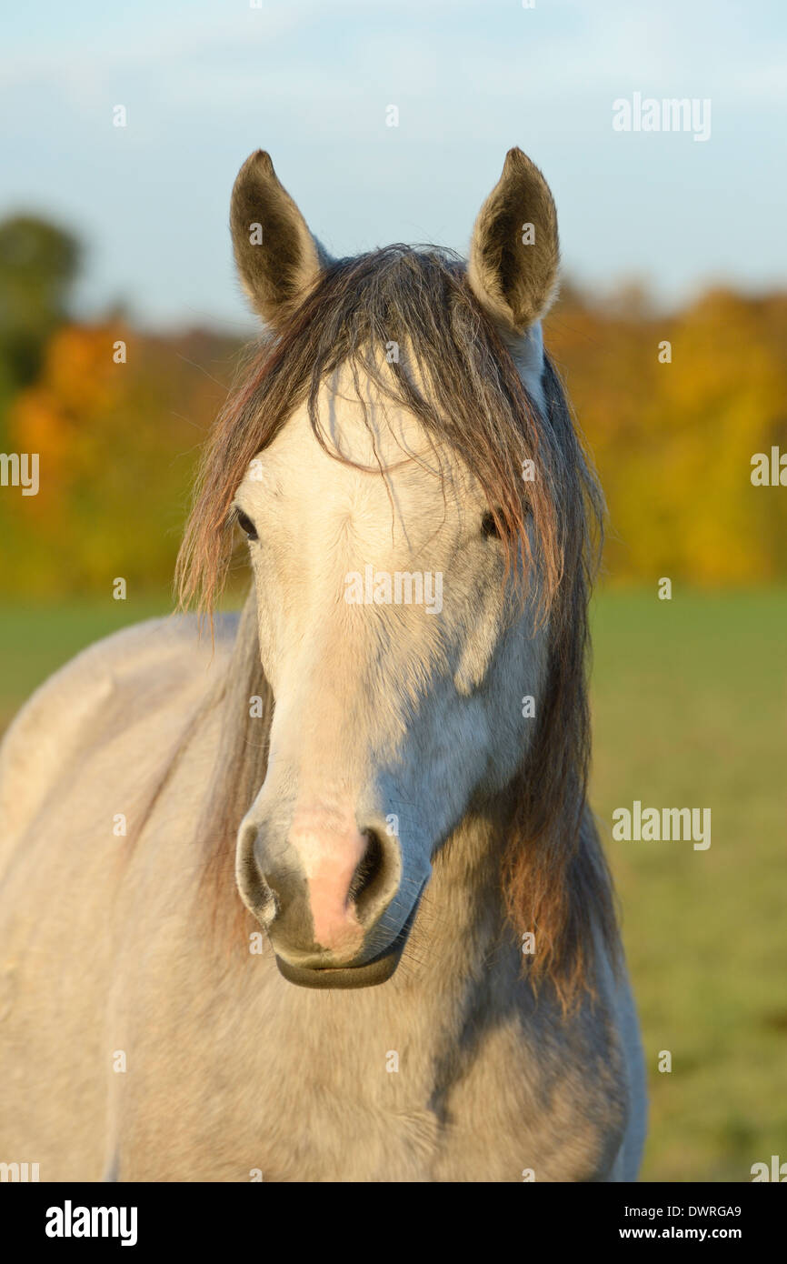 Connemara pony yearling Stock Photo - Alamy