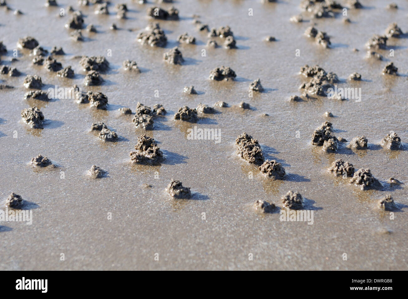 Lugworm casts on a wet sandy beach in Scotland Stock Photo - Alamy