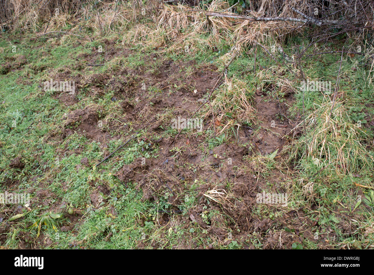 Badger digging hi-res stock photography and images - Alamy