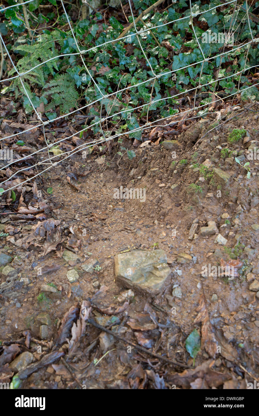 Badger track hi-res stock photography and images - Alamy