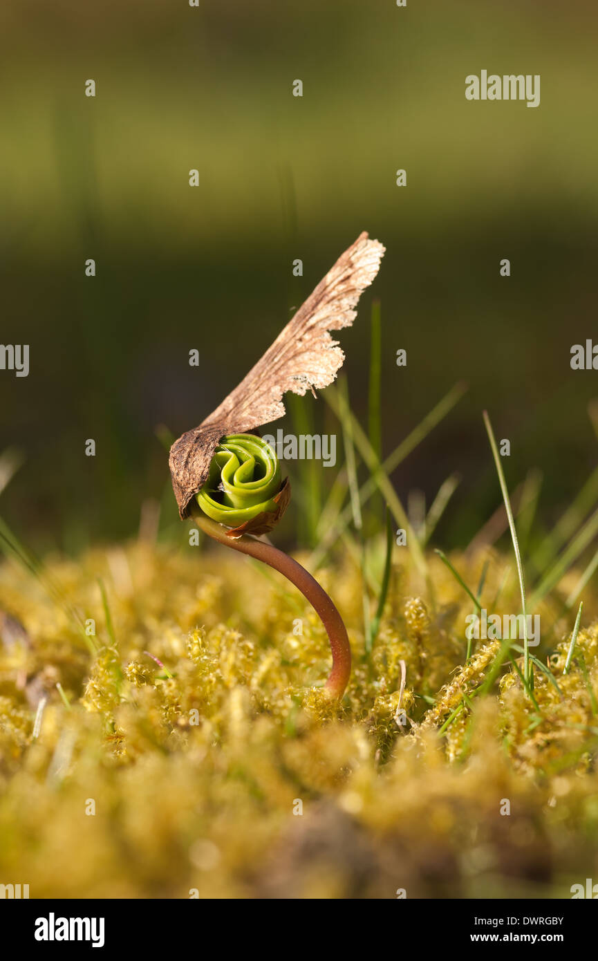 New leaves shooting up from a single maple tree sapling seed uncurling ...