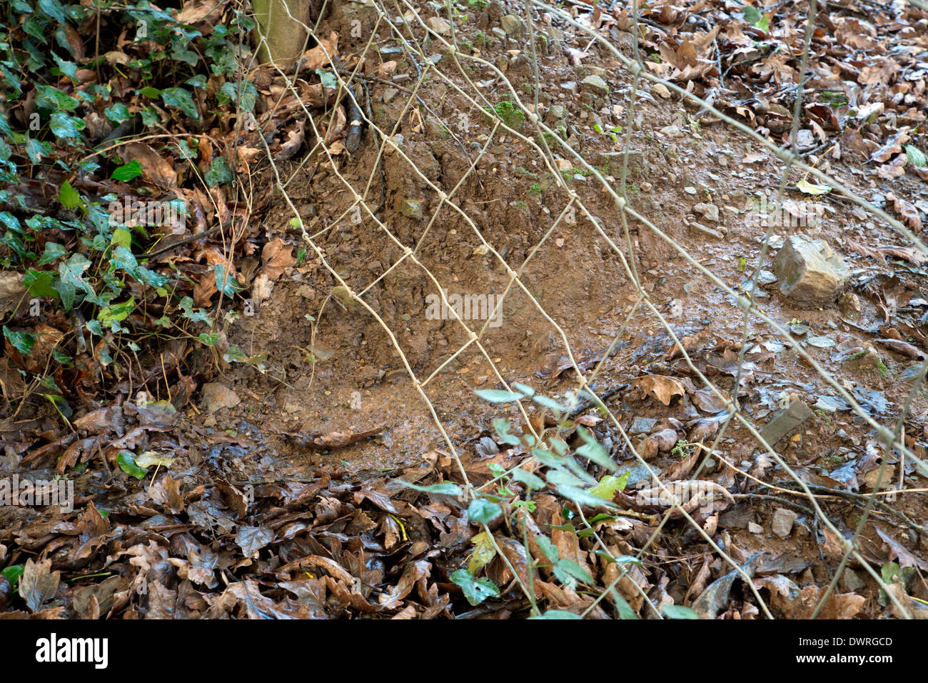 Badger Track; Under a Fence; Cornwall; UK Stock Photo - Alamy