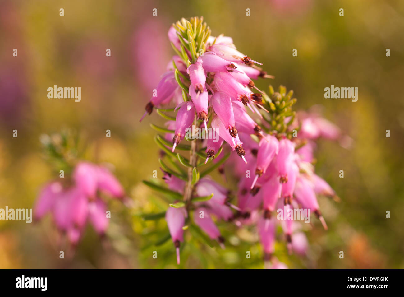 Erica cinerea pretty heather plant on chalk soil heath pale pink to ...