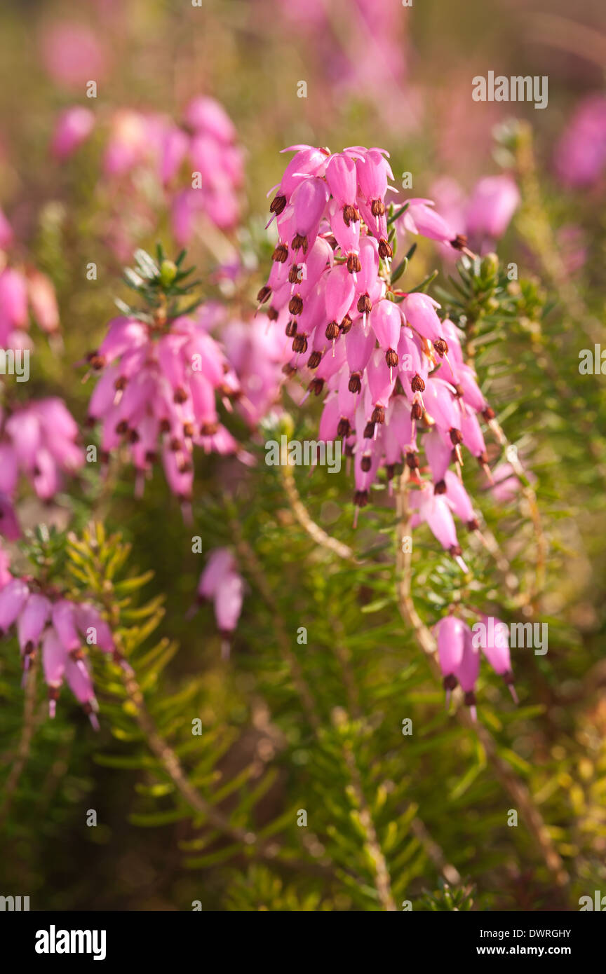 Erica cinerea pretty heather plant on chalk soil heath pale pink to ...