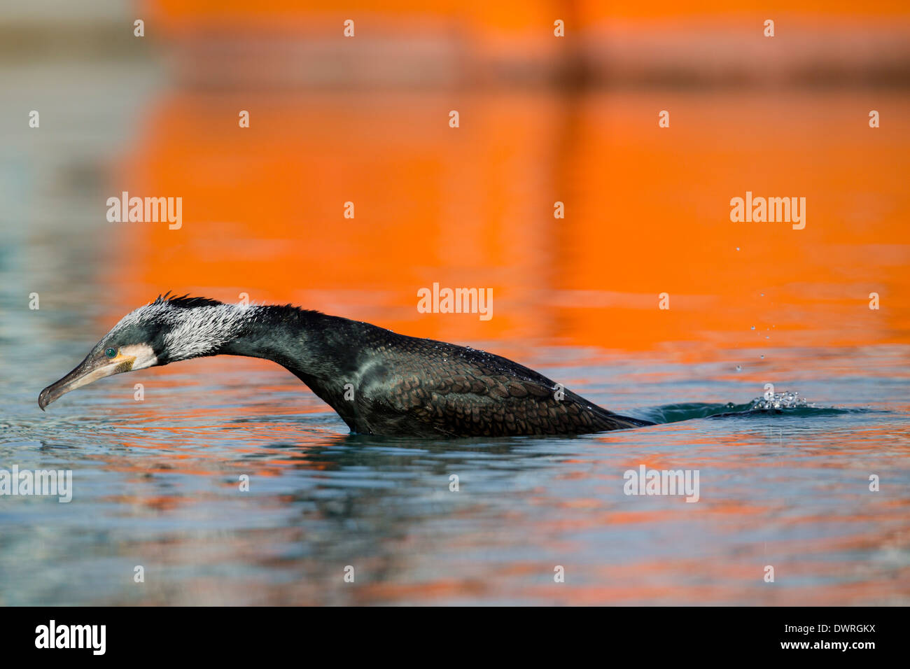 Cormorant bird diving hi-res stock photography and images - Alamy