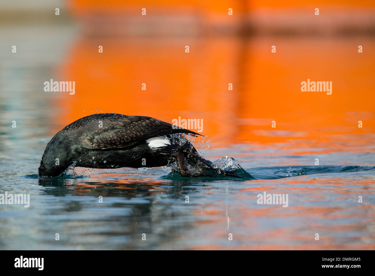 Cormorant bird diving hi-res stock photography and images - Alamy