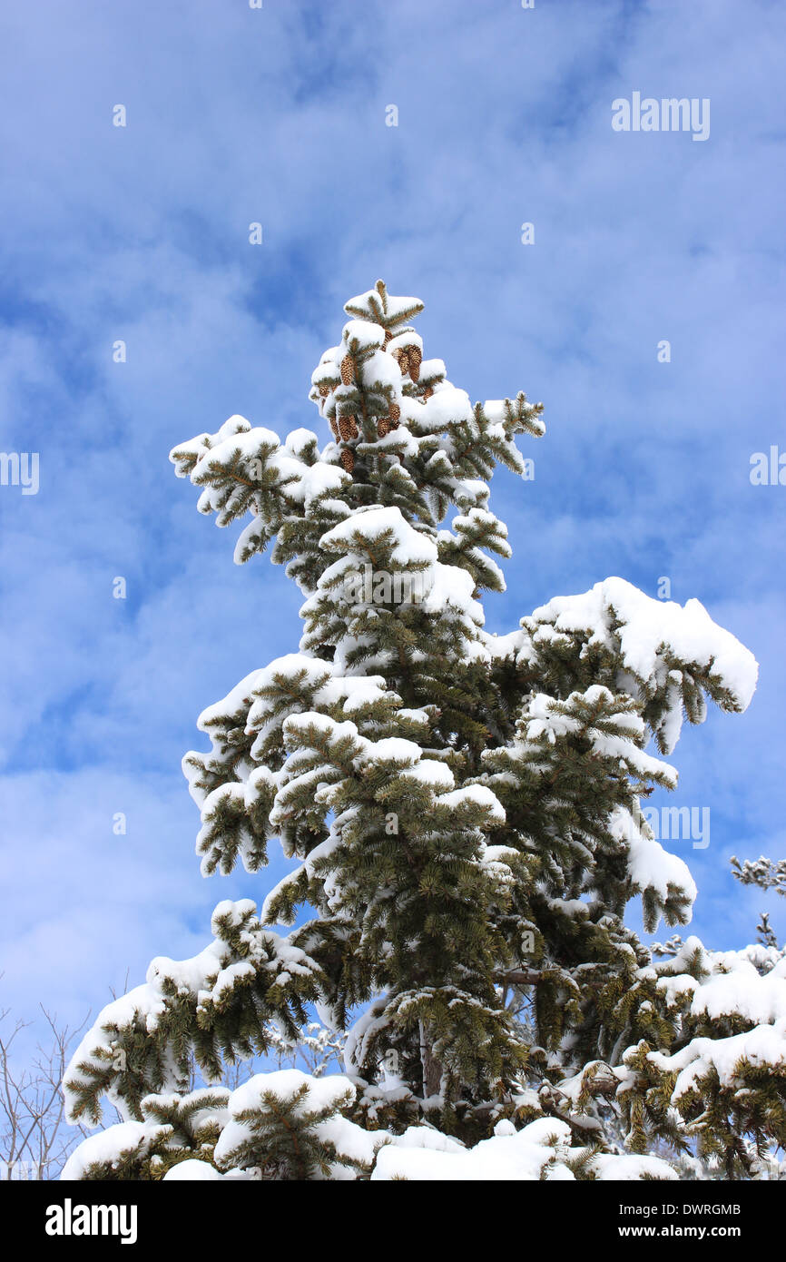 Wonderful winter scene hi-res stock photography and images - Alamy