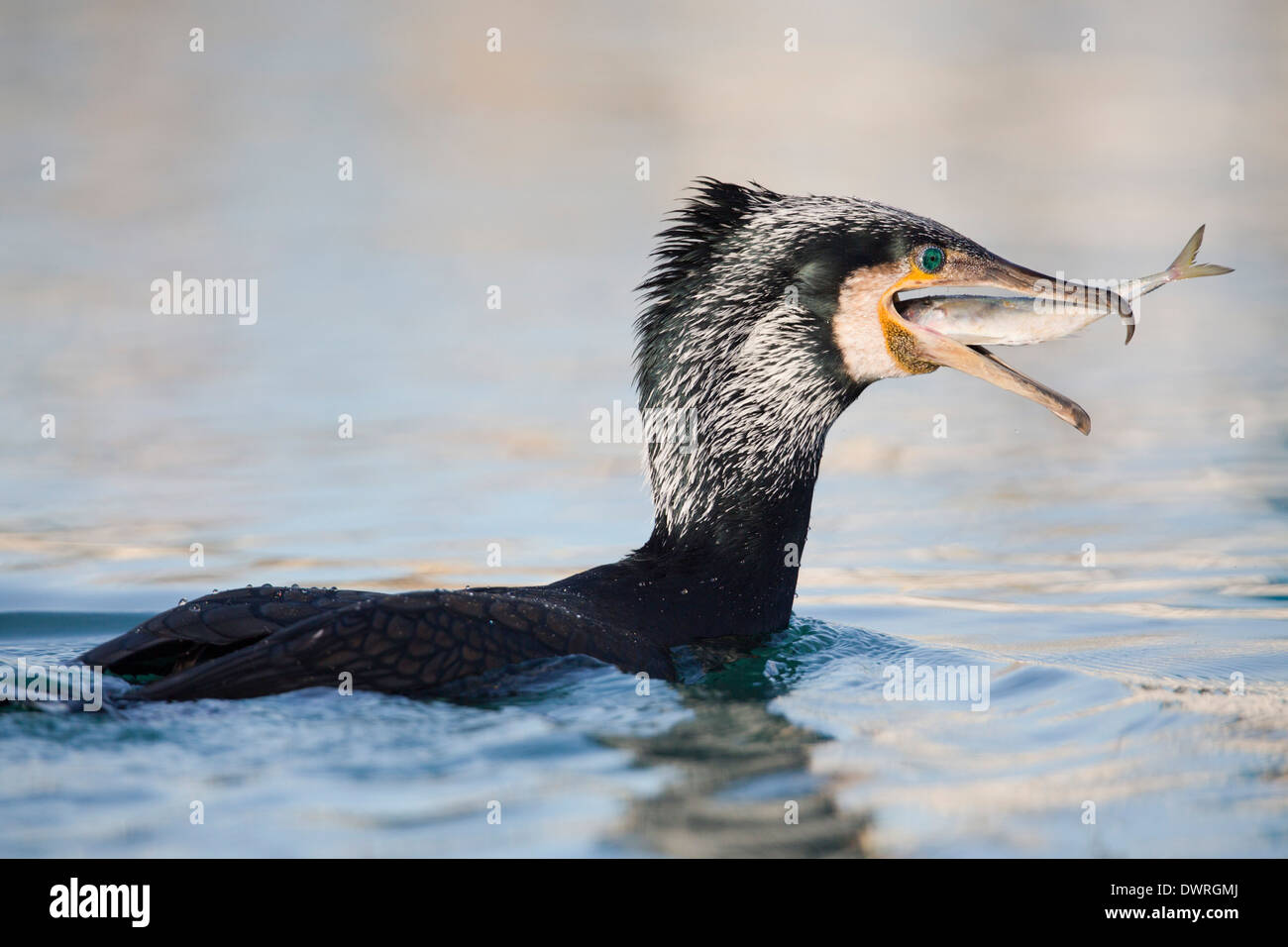 Cormorant Catch Fish High Resolution Stock Photography and Images - Alamy