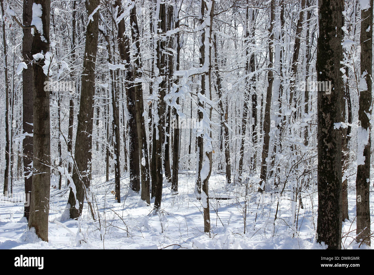 Wonderful winter scene hi-res stock photography and images - Alamy