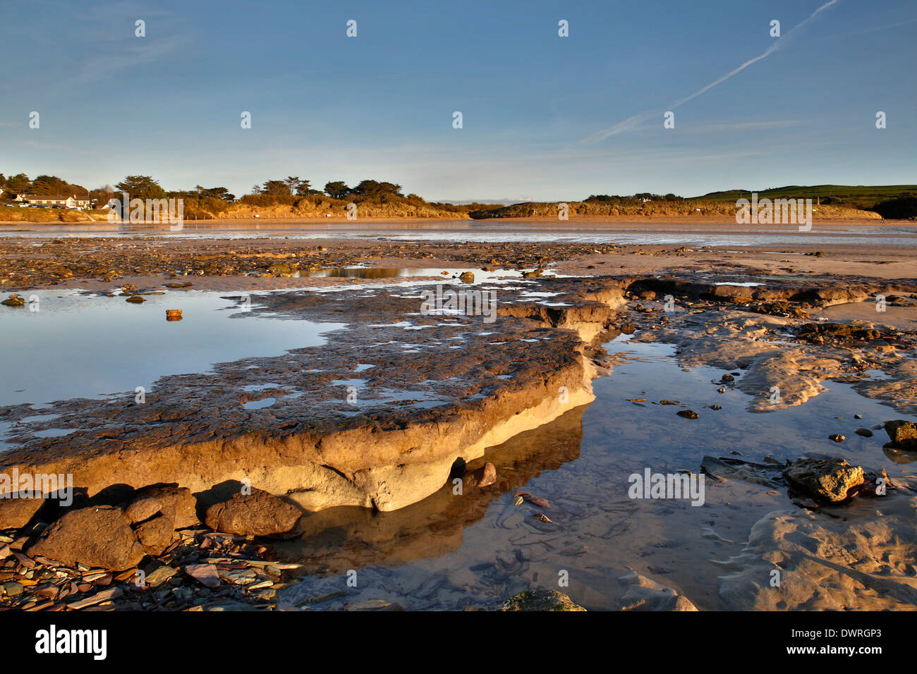 Submerged forest exposed by storms hi-res stock photography and images ...