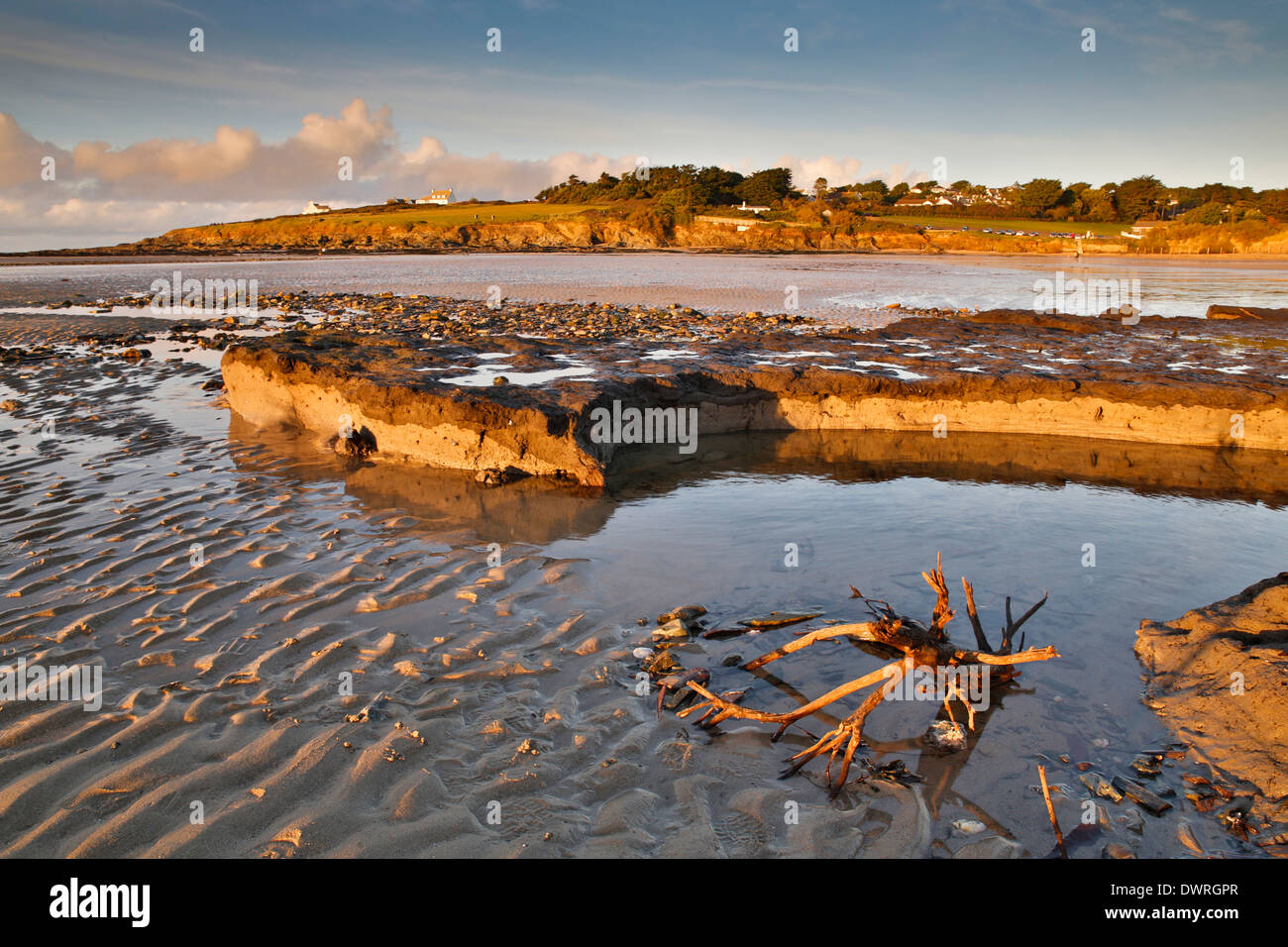 Submerged forest exposed by storms hi-res stock photography and images ...