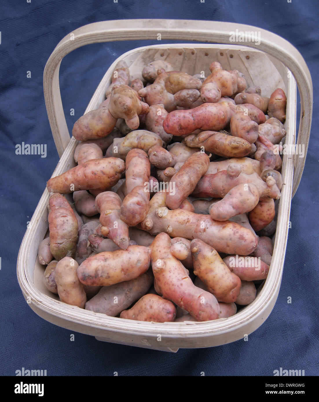 Pink Fir Apple Potatoes in a Sussex trug Stock Photo - Alamy