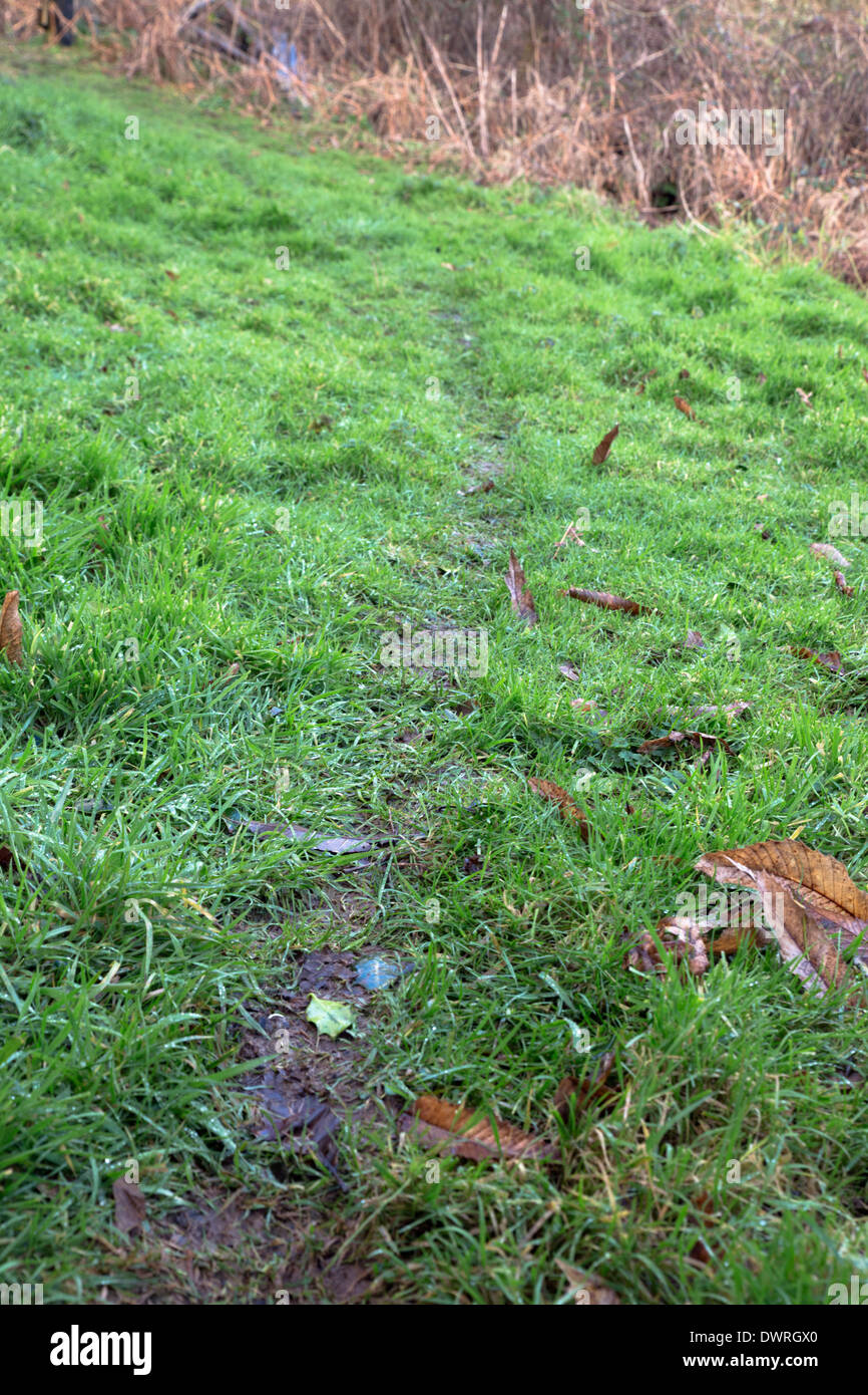 Fox Track; Devon; UK Stock Photo - Alamy