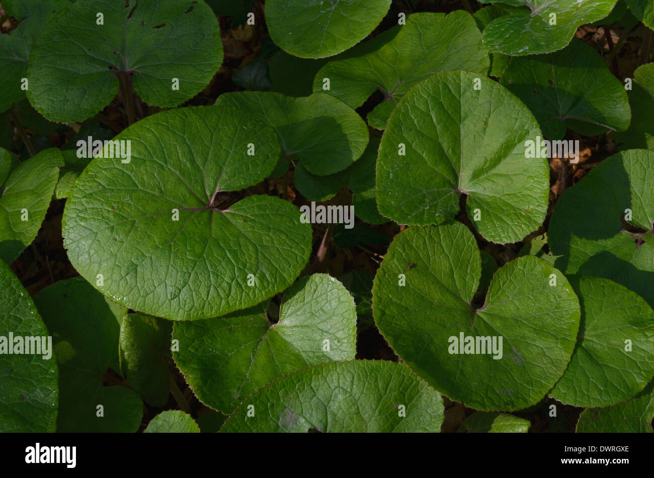 Butterbur / Petasites hybridus. Young leaves of pre-flowering plant ...