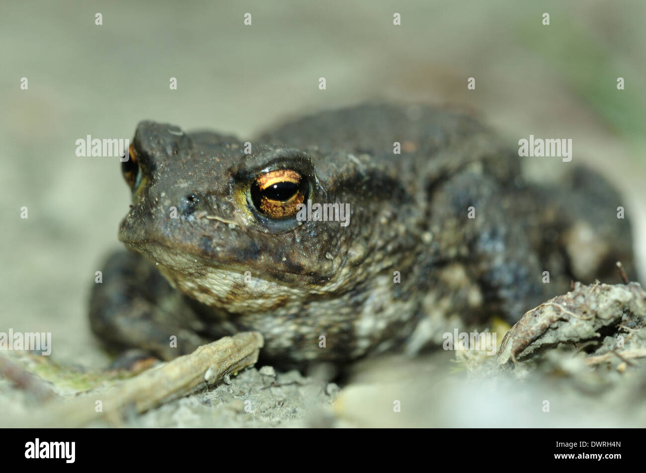Toad hi-res stock photography and images - Alamy