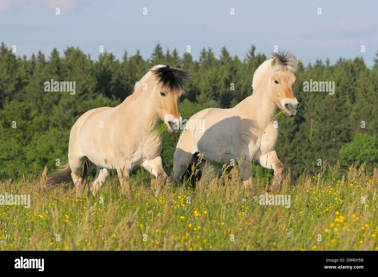 Two Norwegian Fjord horses having grass in their mouth galloping in the ...