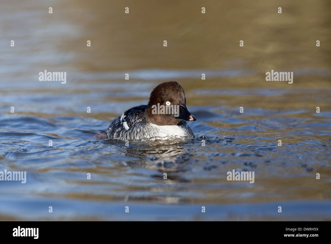 Female goldeneye duck hi-res stock photography and images - Alamy