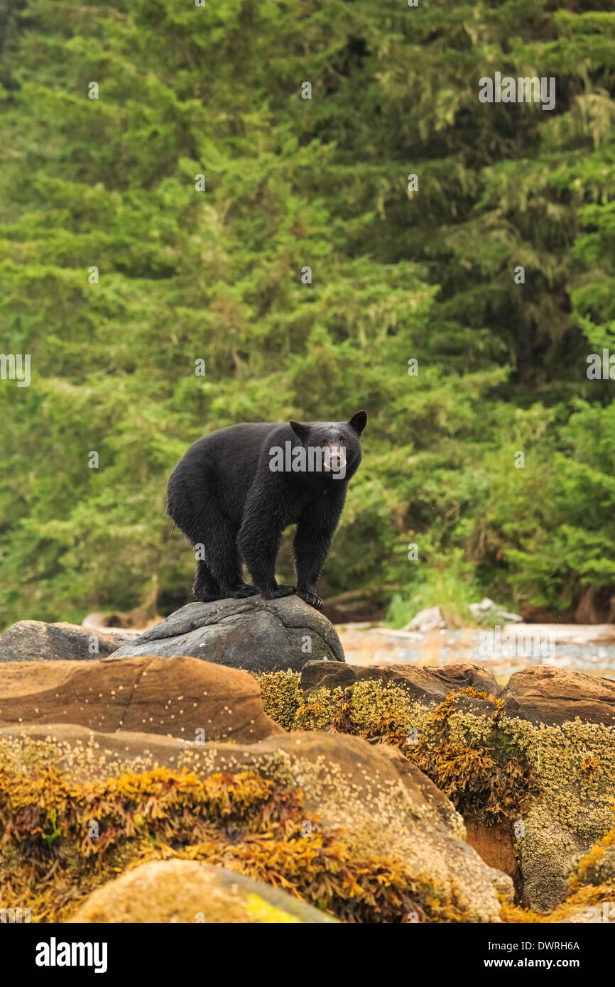 A black bear balances on a rock Stock Photo - Alamy