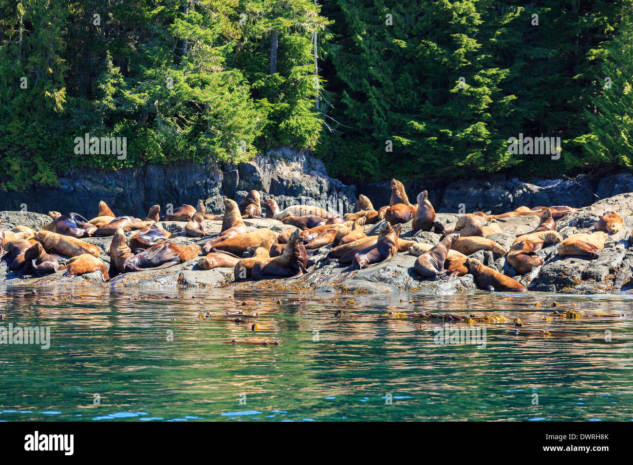 Stellar sea lion colony on shore in the Pacific Northwest Stock Photo ...