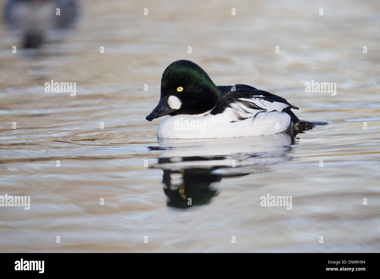 Goldeneye bird uk hi-res stock photography and images - Alamy