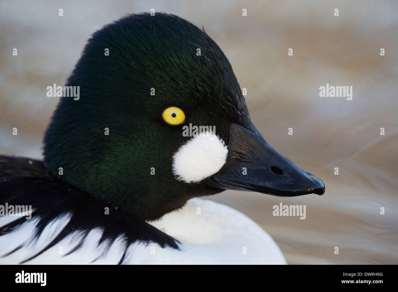 Goldeneye duck uk hi-res stock photography and images - Alamy