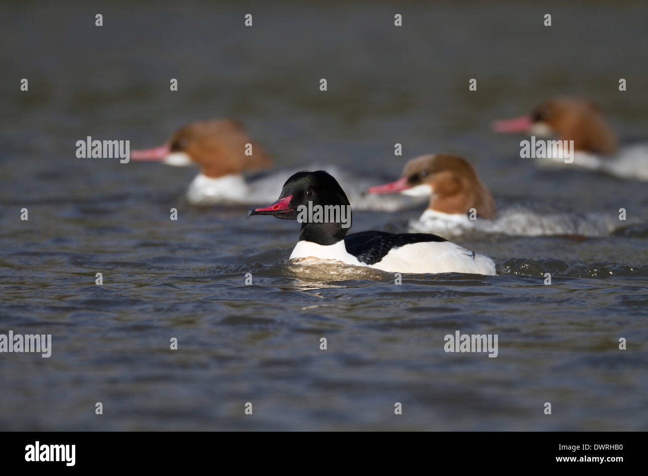 Goosander hi-res stock photography and images - Alamy