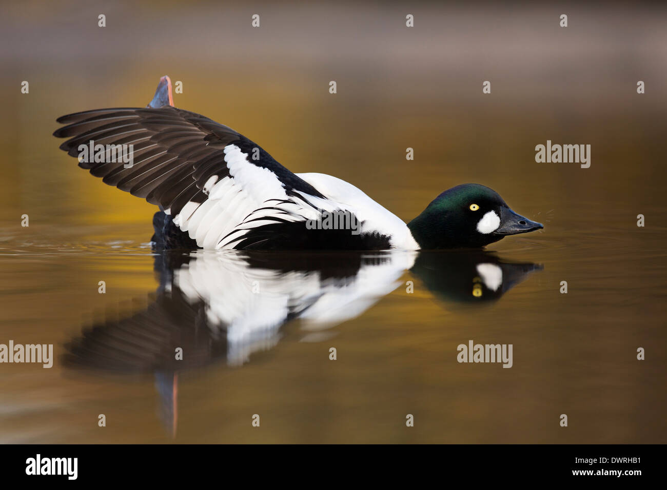 Common Goldeneye Wing