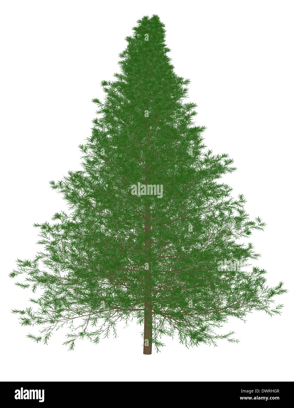 3d Render of a Pine Tree Stock Photo - Alamy