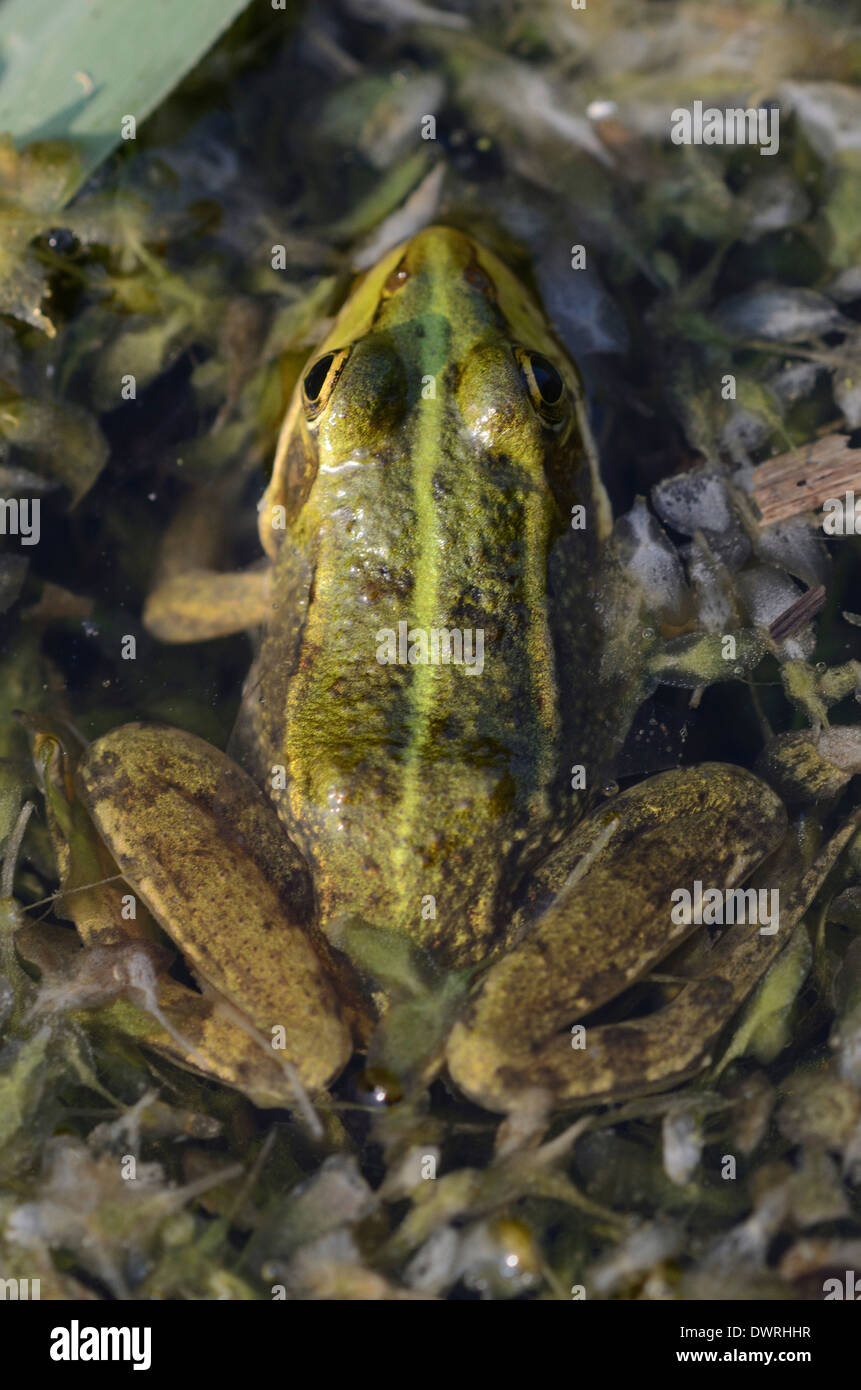 A marsh frog UK Stock Photo - Alamy