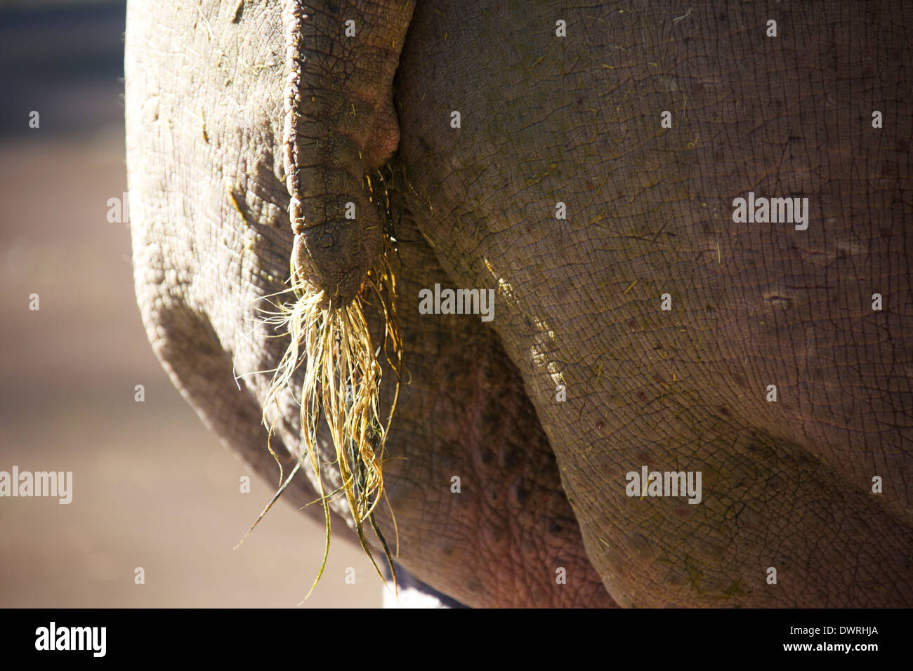 The rear end of a hippopotamus, with hairy tail. Tail end of a hippo ...