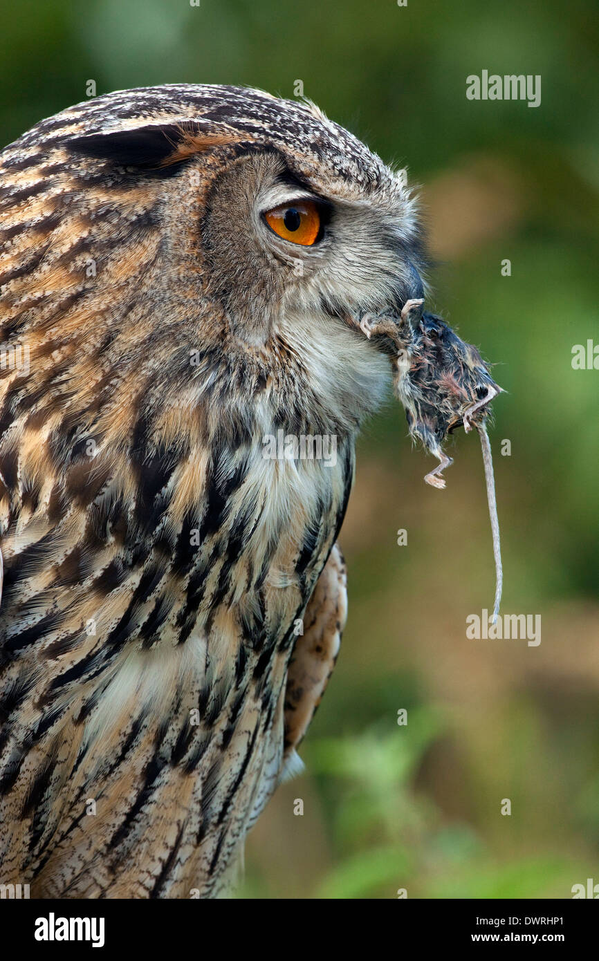 Owl eating mouse hi-res stock photography and images - Alamy