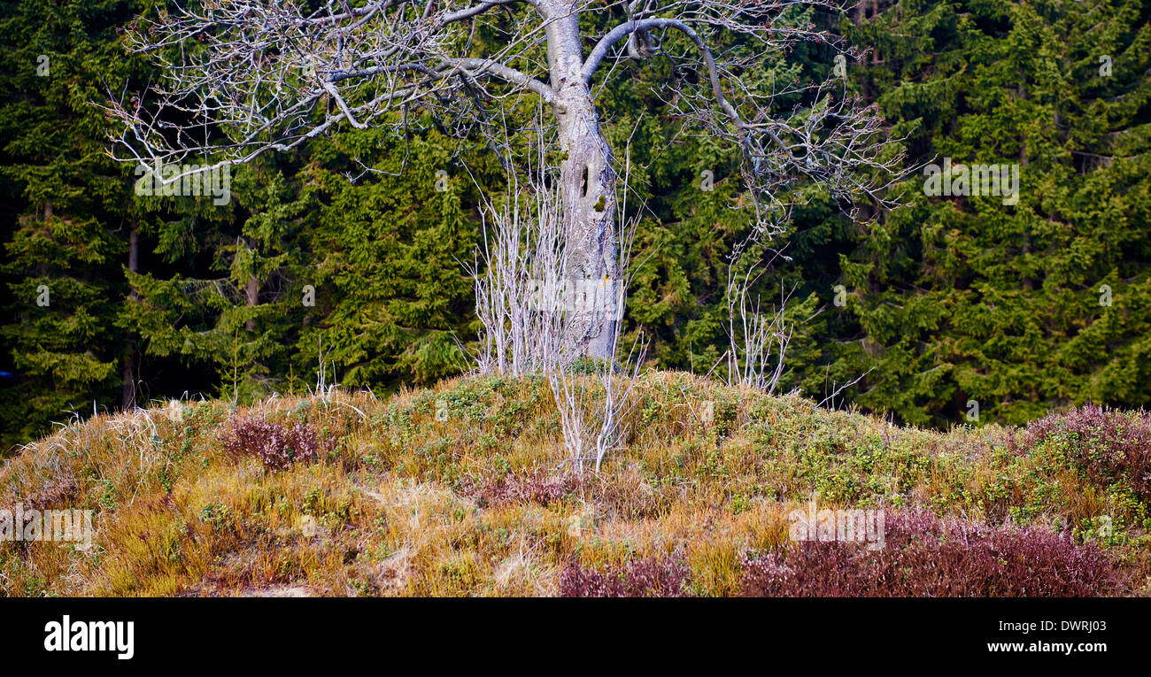 Dead tree in the forest Stock Photo - Alamy