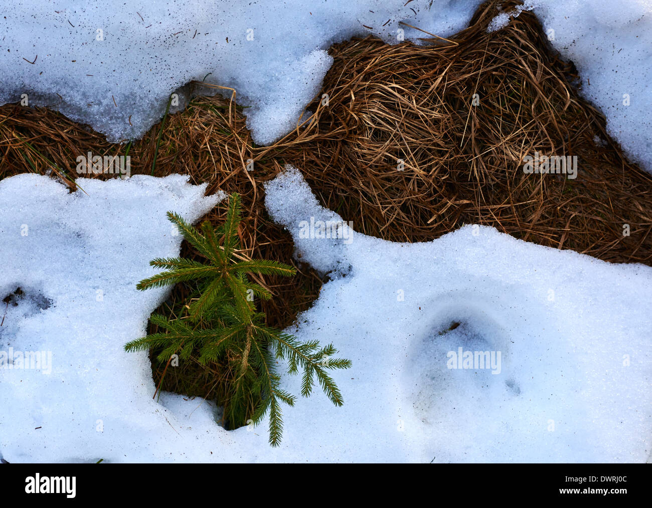 Thaw, melting snow on a meadow Stock Photo - Alamy