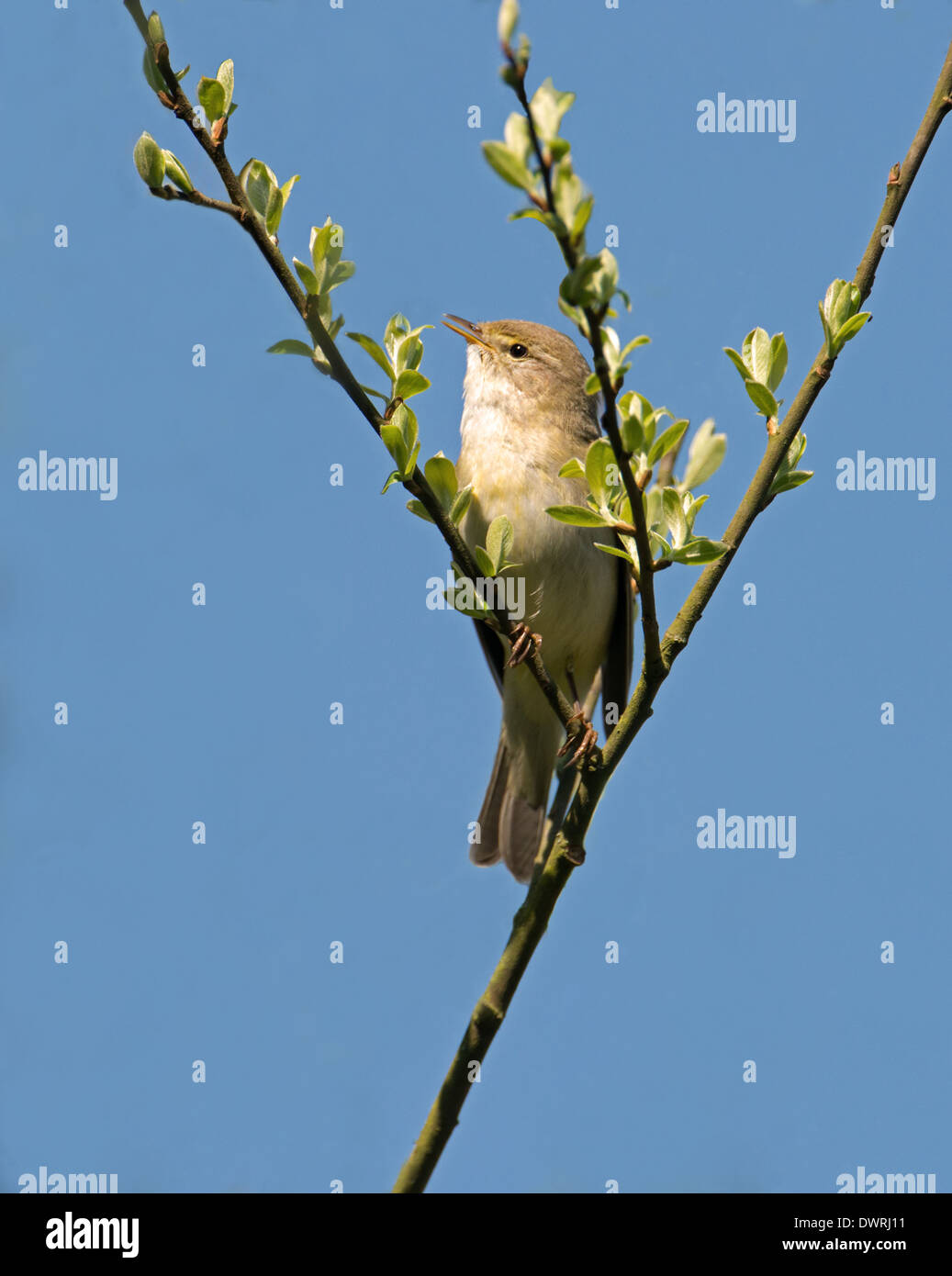 Willow Warbler-Phylloscopus trochilus, Singing. Spring. Uk Stock Photo ...
