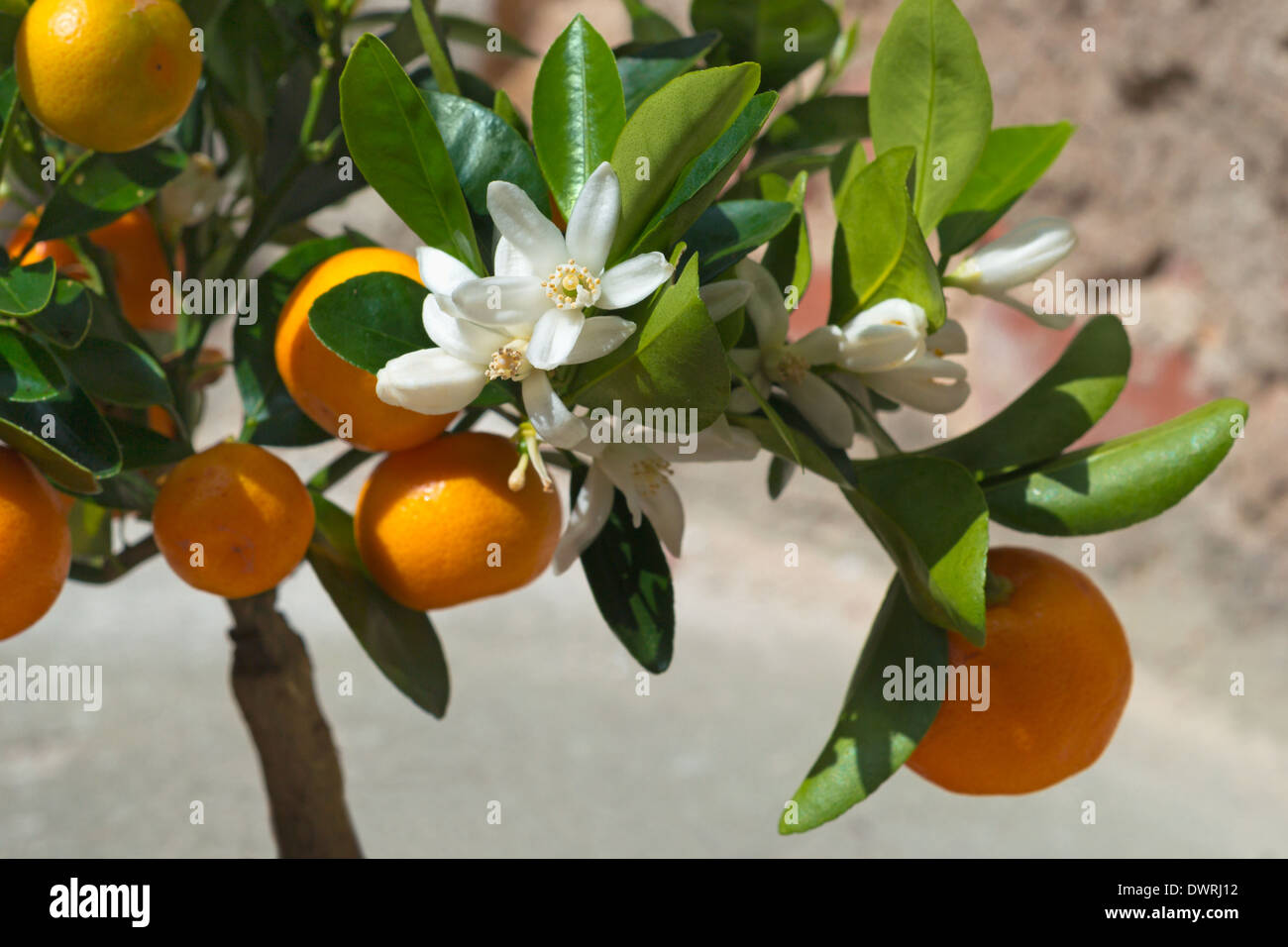 Beautiful blooming tangerine mandarin flower hi-res stock photography ...