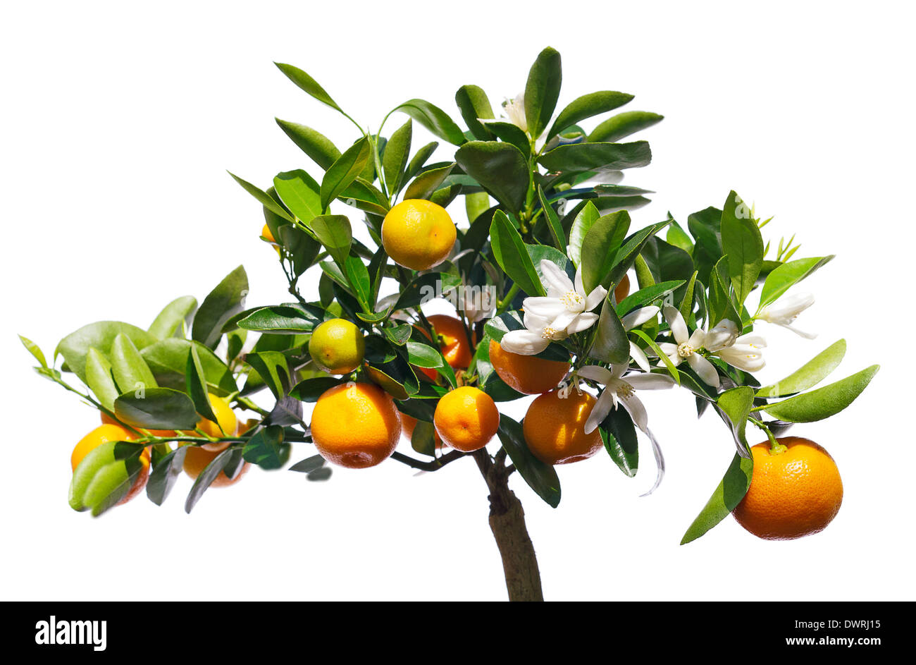 Mandarin tree on white background. Shallow depth of field Stock Photo ...
