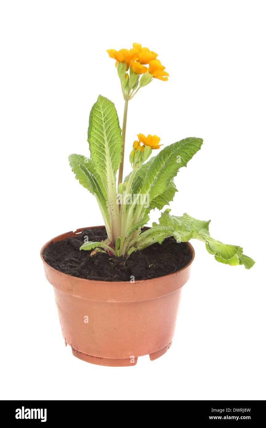 Primula plant with orange flowers in a pot isolated against white Stock ...