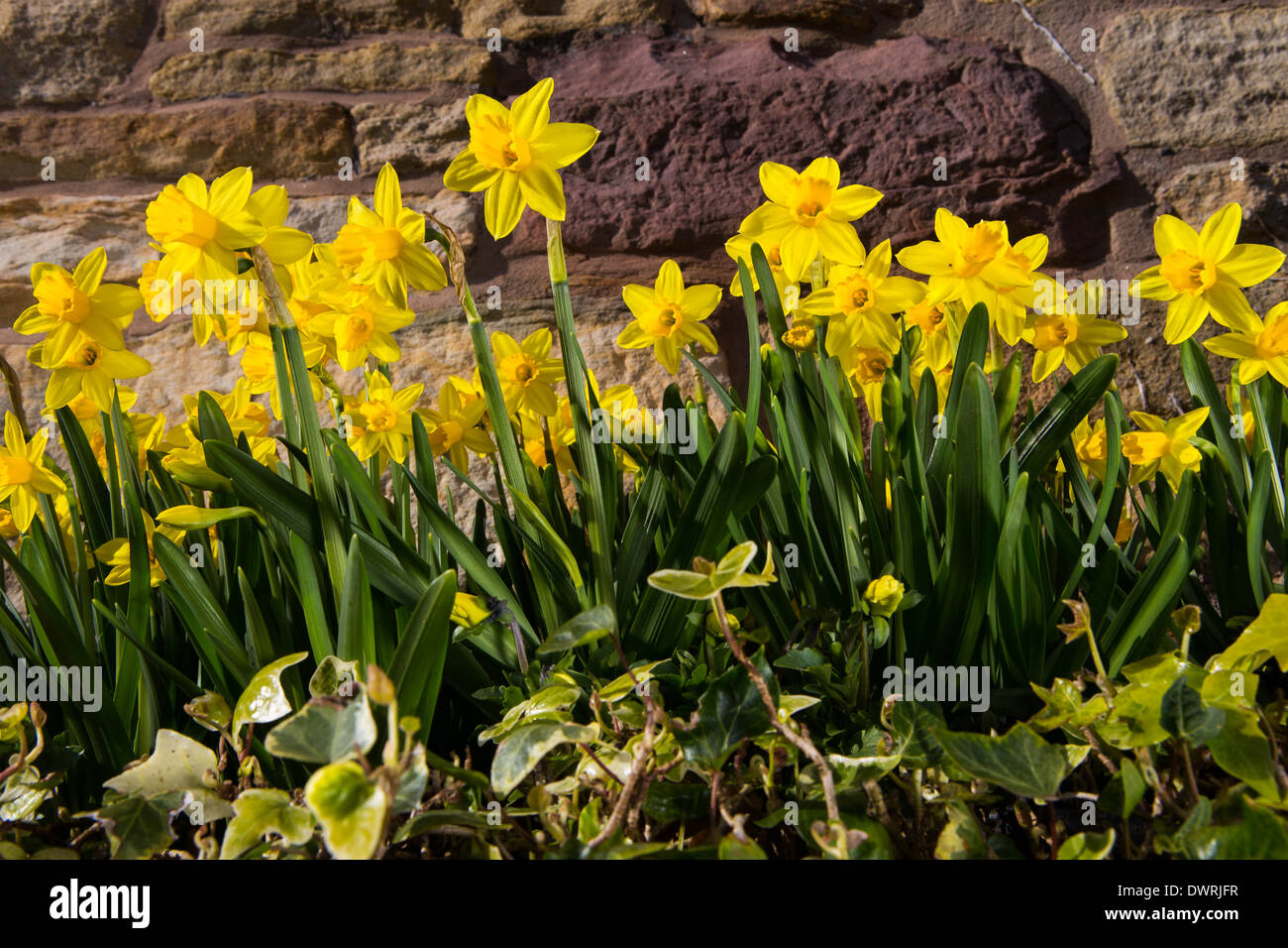 Spring flowers sunshine hi-res stock photography and images - Alamy