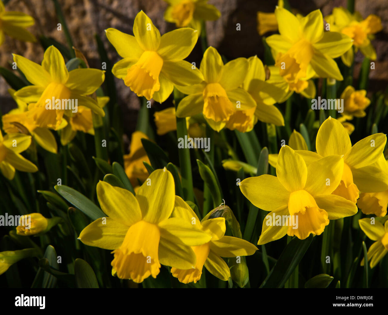 Spring flowers sunshine hi-res stock photography and images - Alamy
