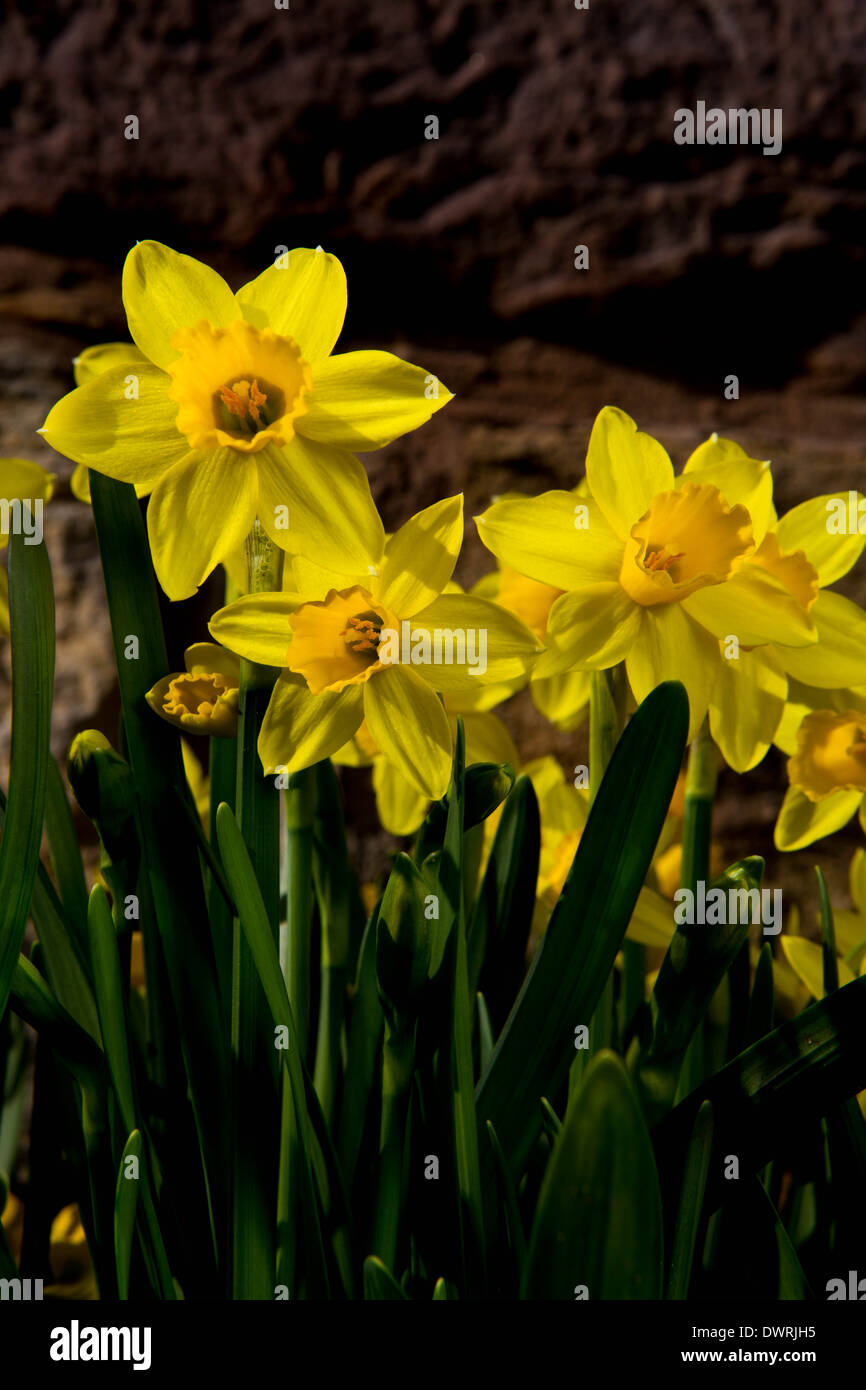 Cheerful daffodils hi-res stock photography and images - Alamy