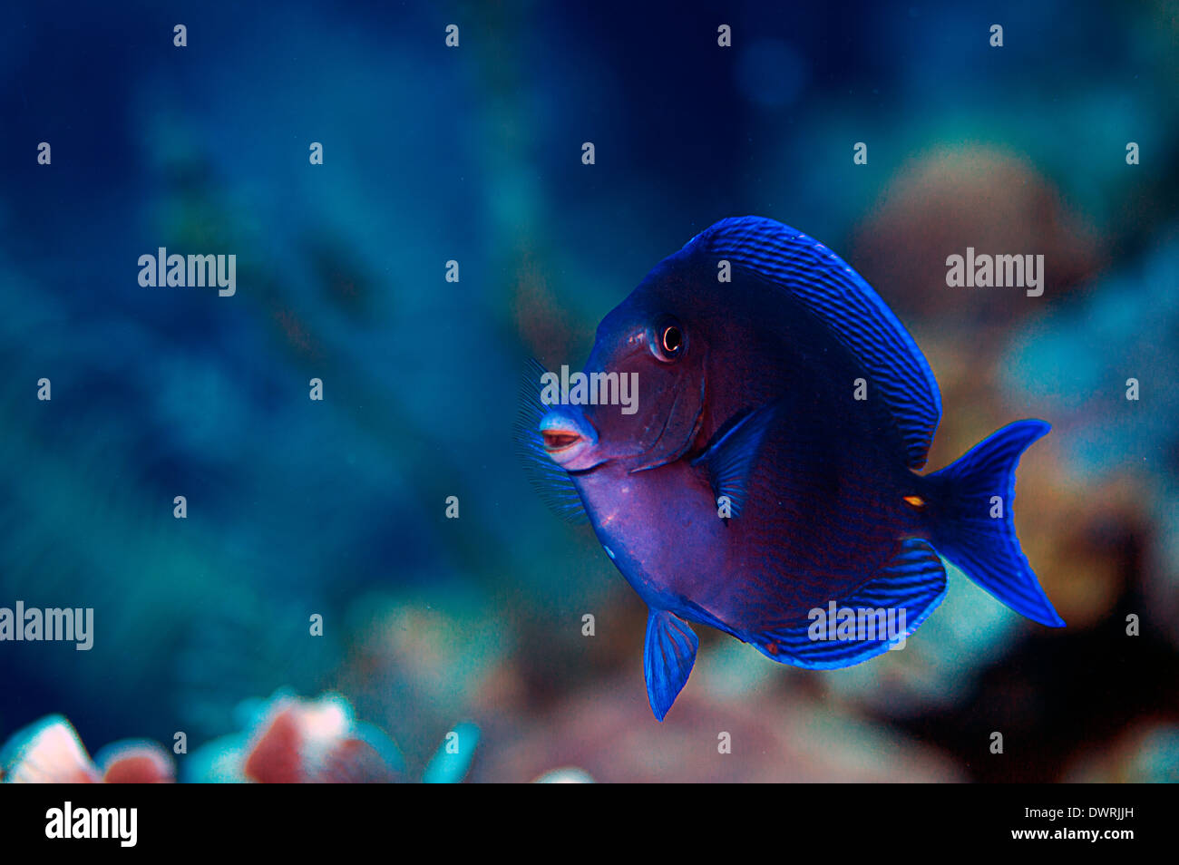 Blue tang fish hi-res stock photography and images - Alamy