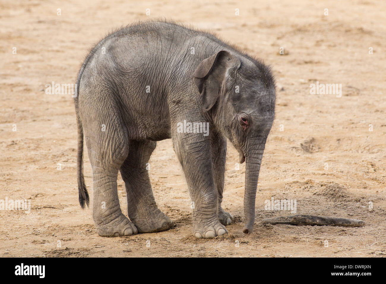 A baby Asian elephant born at Twycross Zoo, Leicestershire on the 4th ...