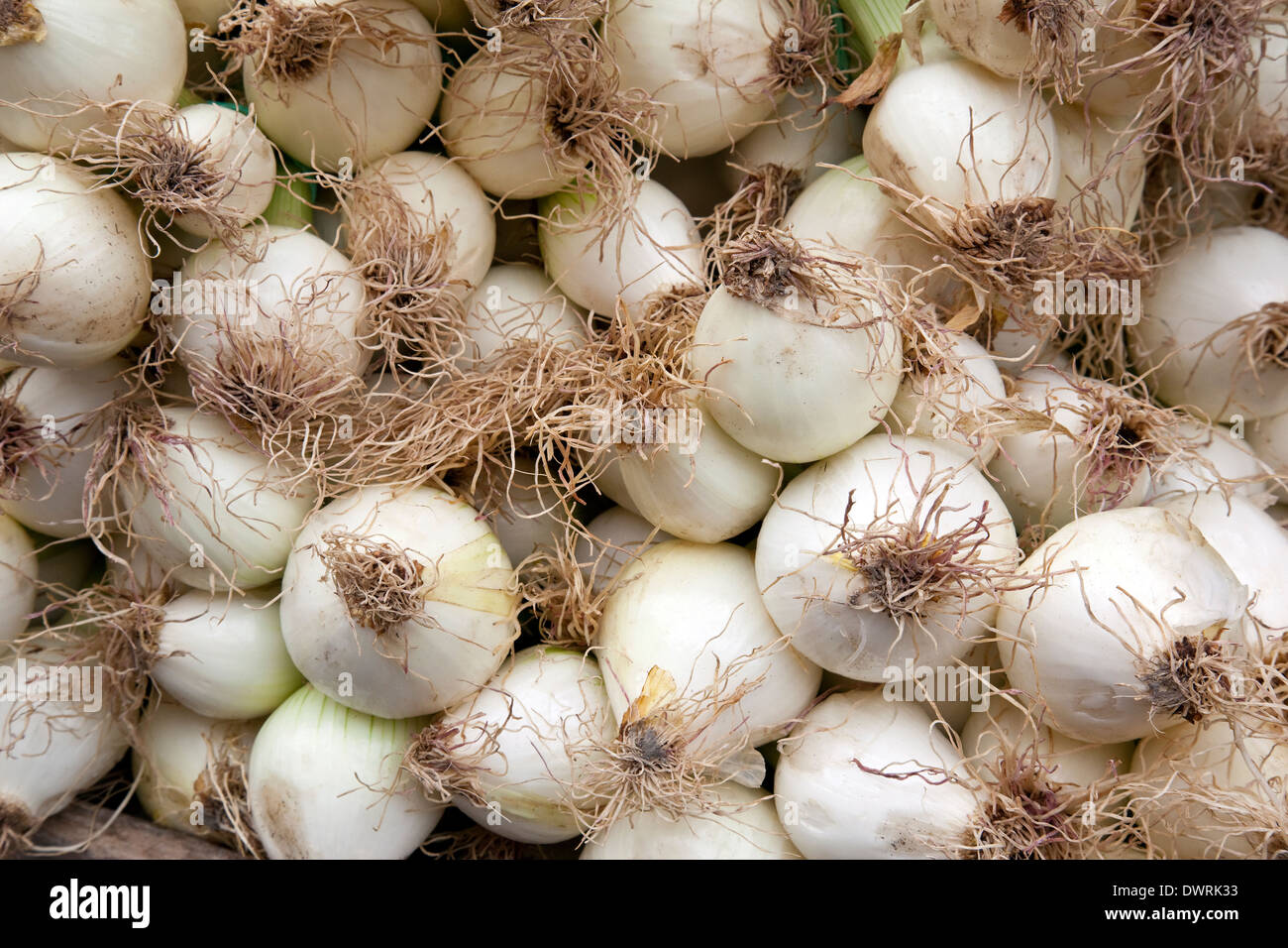 Freshly picked spring onions on a market stall in southern Spain Stock ...