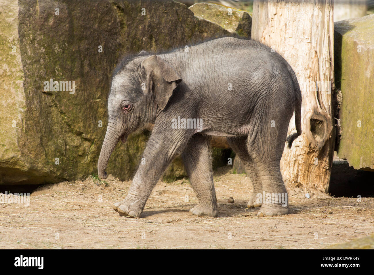 A baby Asian elephant born at Twycross Zoo, Leicestershire on the 4th ...