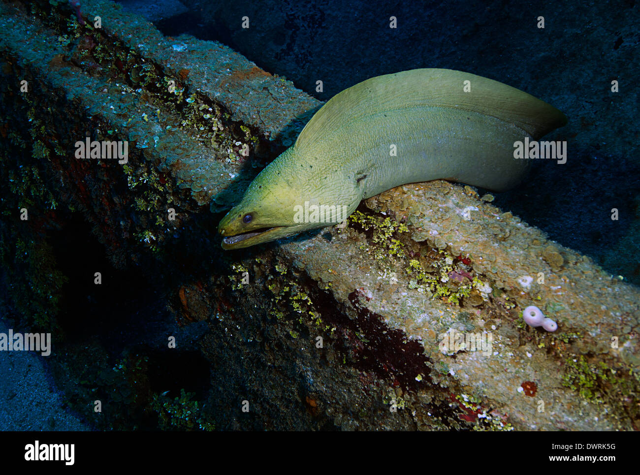 A green moray eel hanging around the El Aguila wreck in Roatan ...