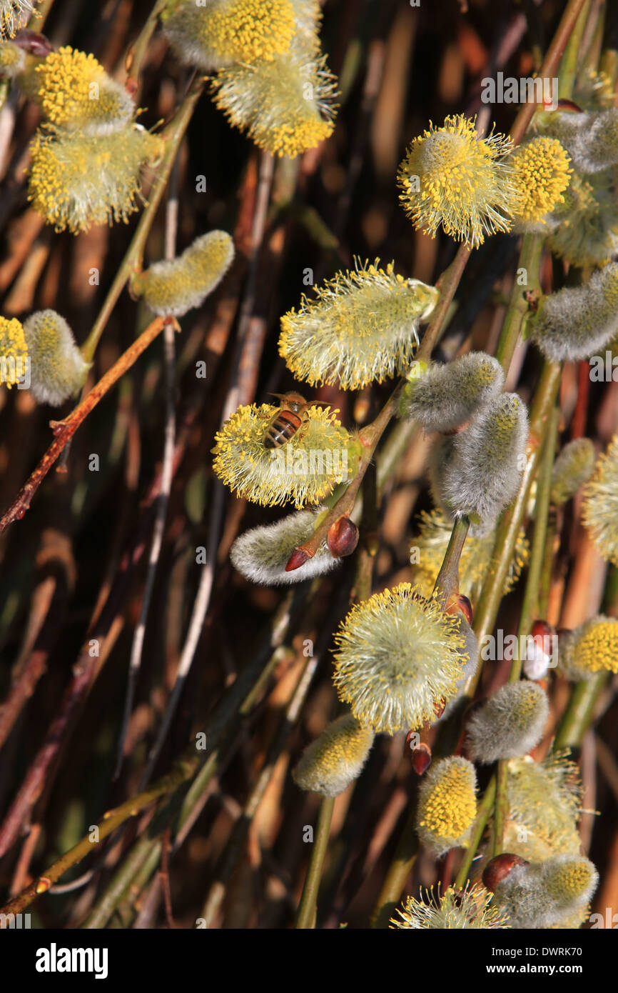 The plight of the, Humble bee, Common bee, bumble bees in a willow tree ...